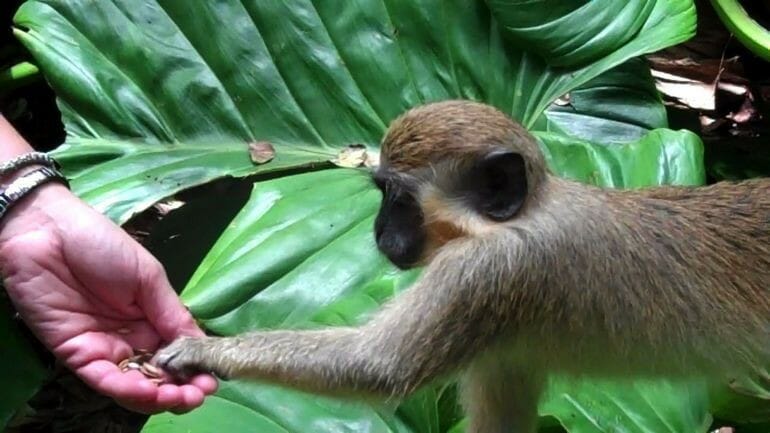 Book a Barbados Island Tour, Monkey feeding & Swimming with the Turtles ...